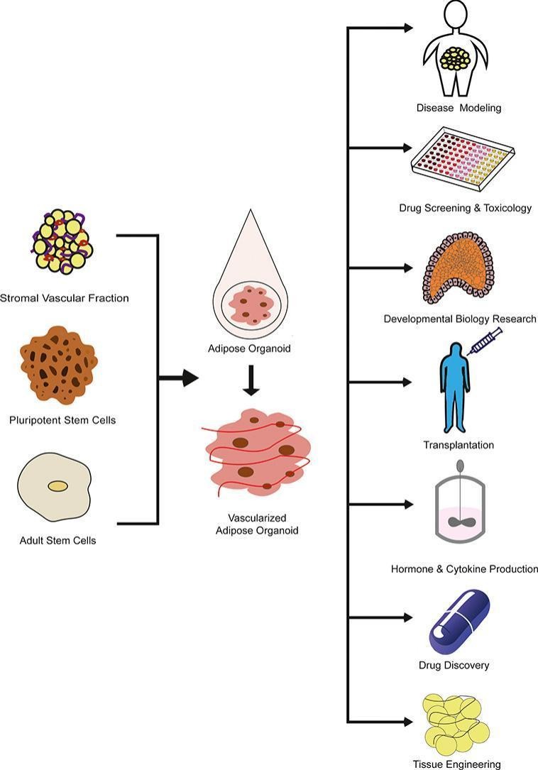 From development to future prospects: The adipose tissue & adipose ...